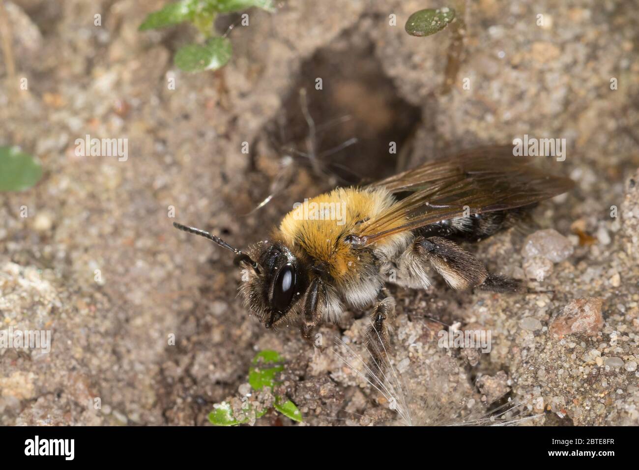 Flaum sandbiene hi-res stock photography and images - Alamy