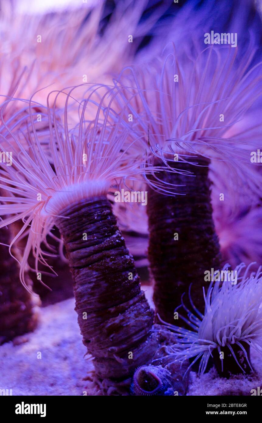 Sea anemone in a dark blue water of aquarium. Marine life background ...