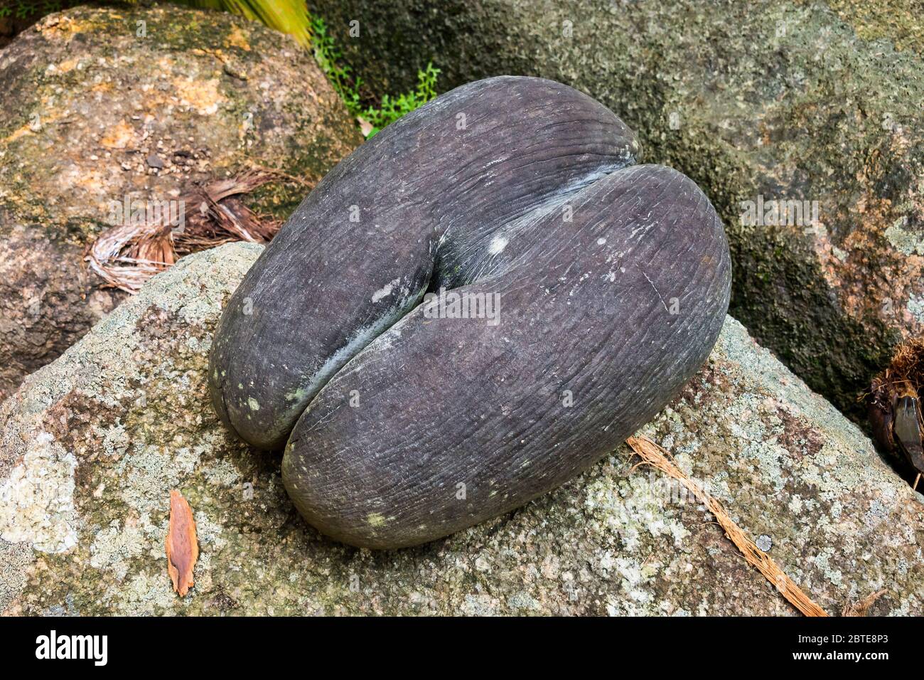 Coco de mer, Lodoicea maldivica growing in Fond Ferdinand park, Praslin ...
