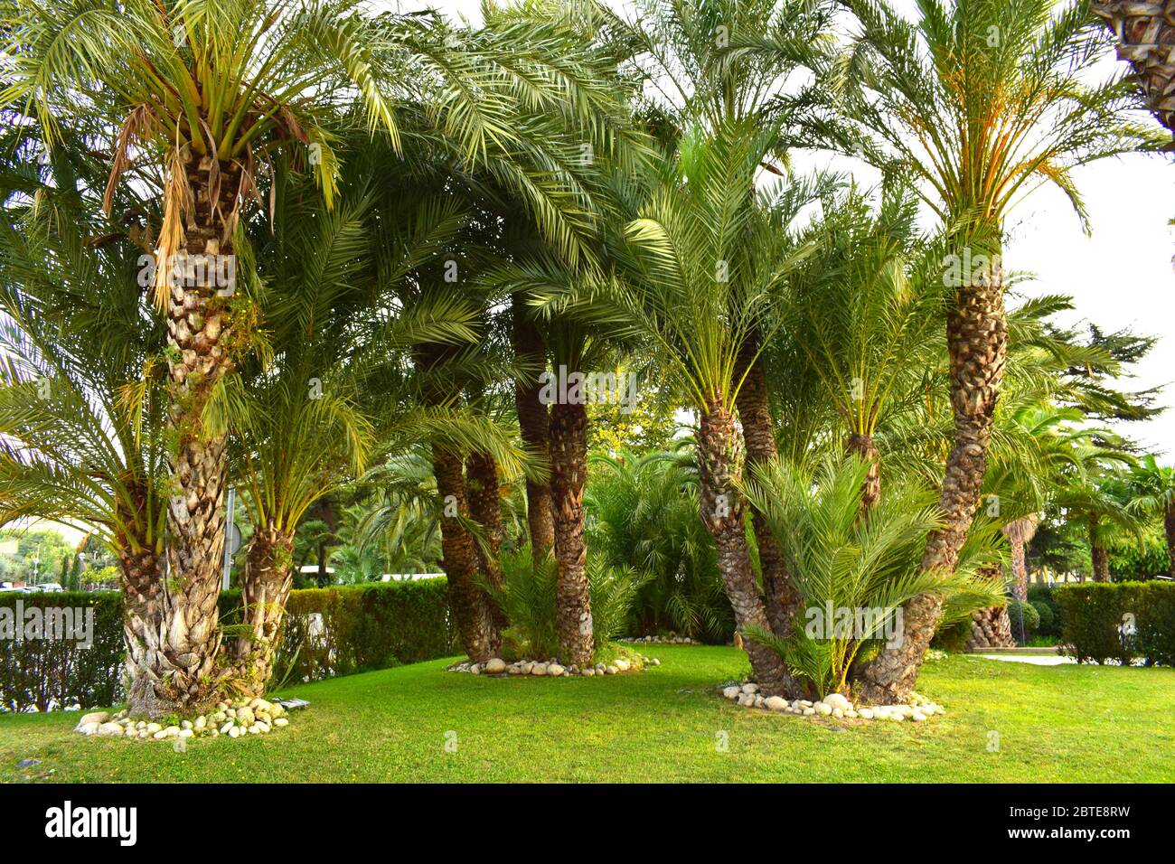 Palm trees in public garden of Barcelona Spain Stock Photo - Alamy