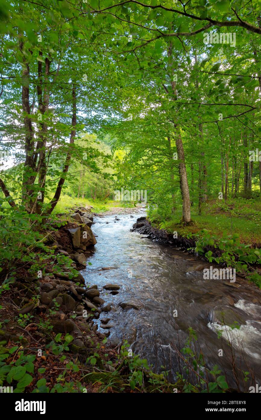 stream in the forest. beautiful nature background. peaceful scenery ...