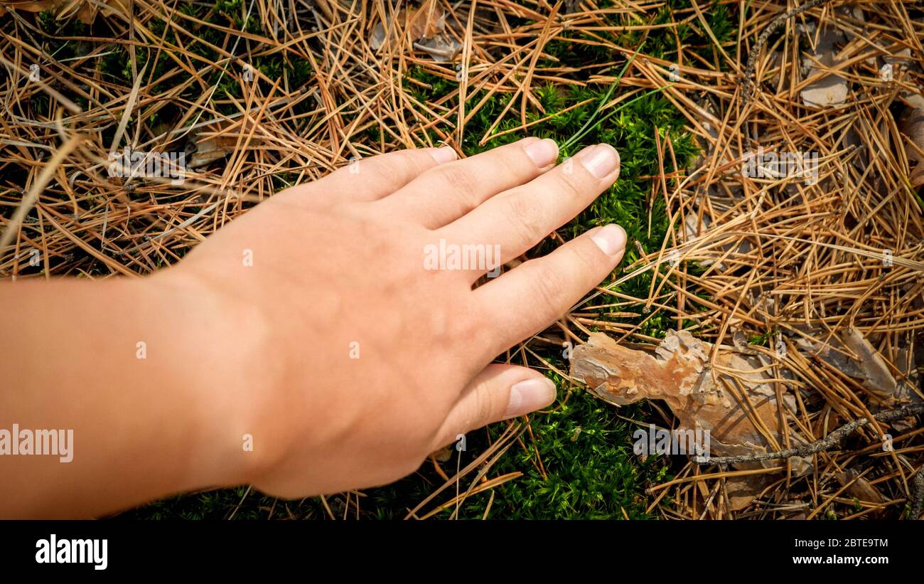 Closeup photo of woman touching ground in pine forest. Concept of ...