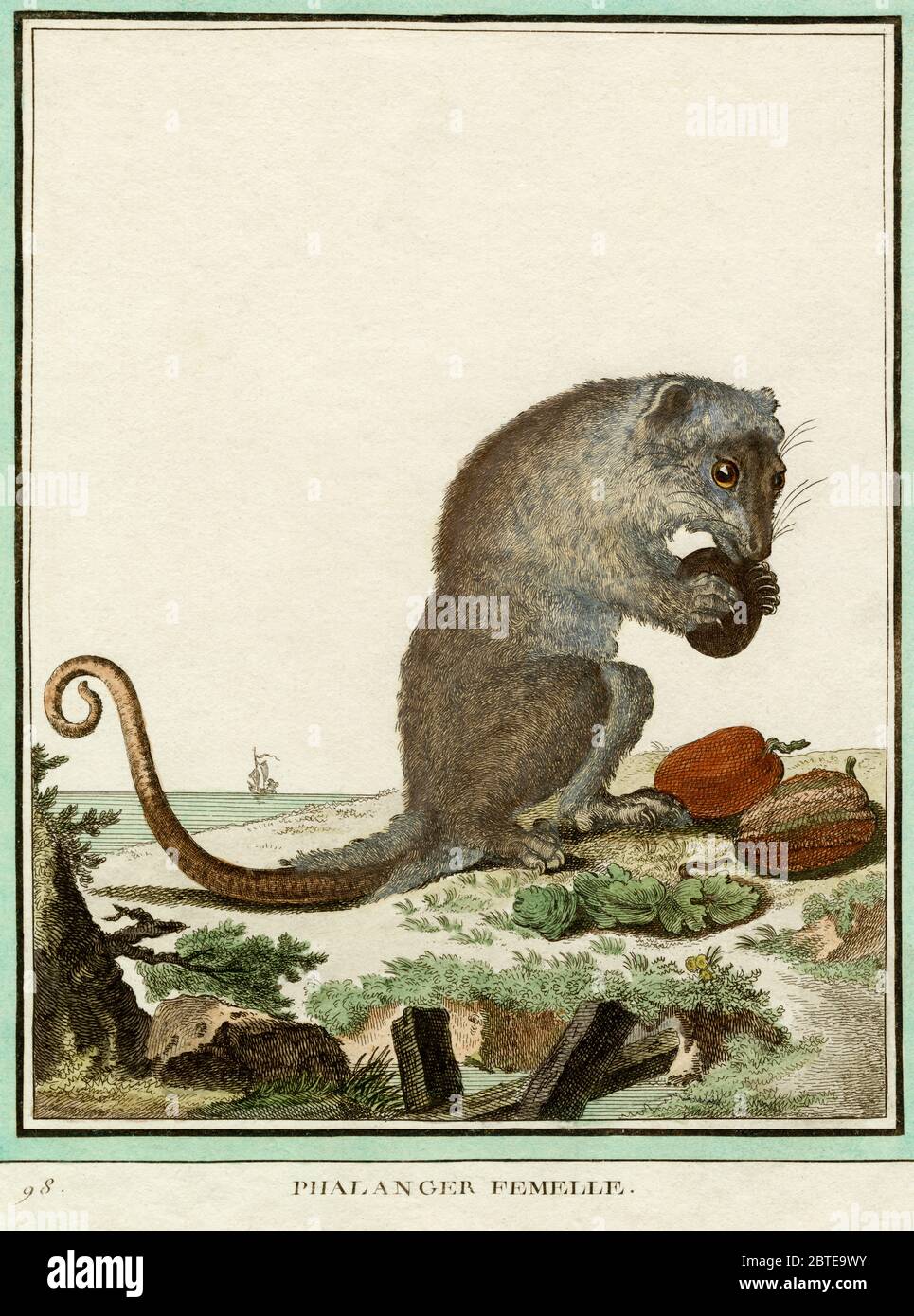 Female possum (Phalangeriformes) clutches something to eat in her ...