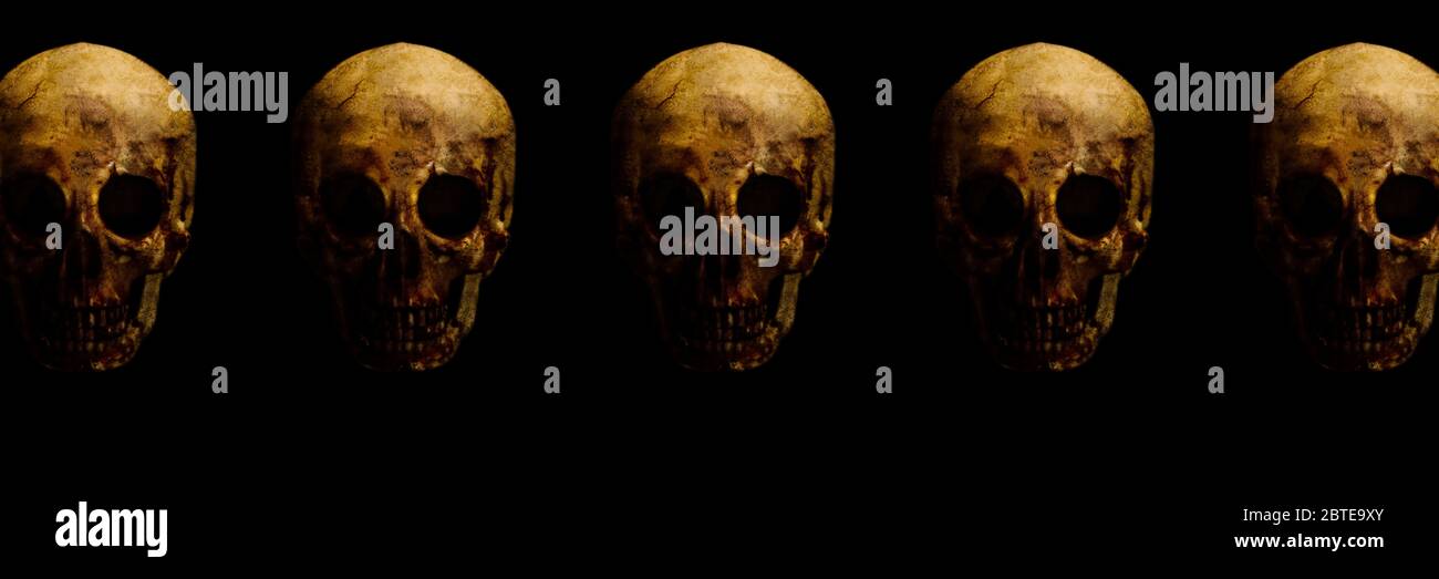 real skull is isolated on black background pattern with texturied bones ...