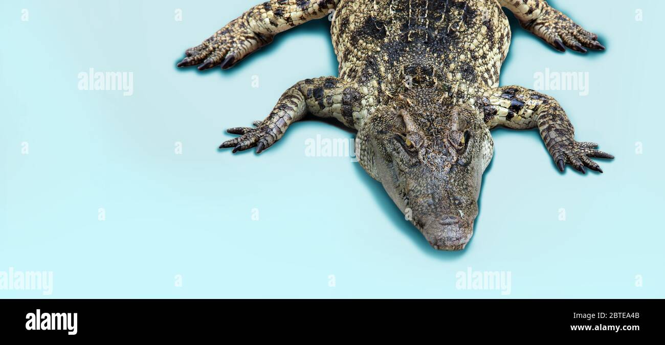 Animal scale hi-res stock photography and images - Alamy