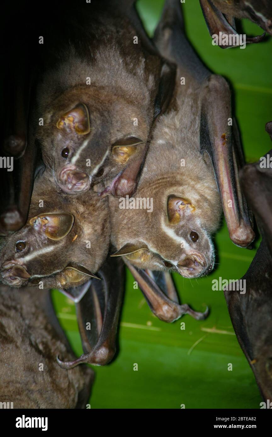 Common tent making bat hi-res stock photography and images - Alamy