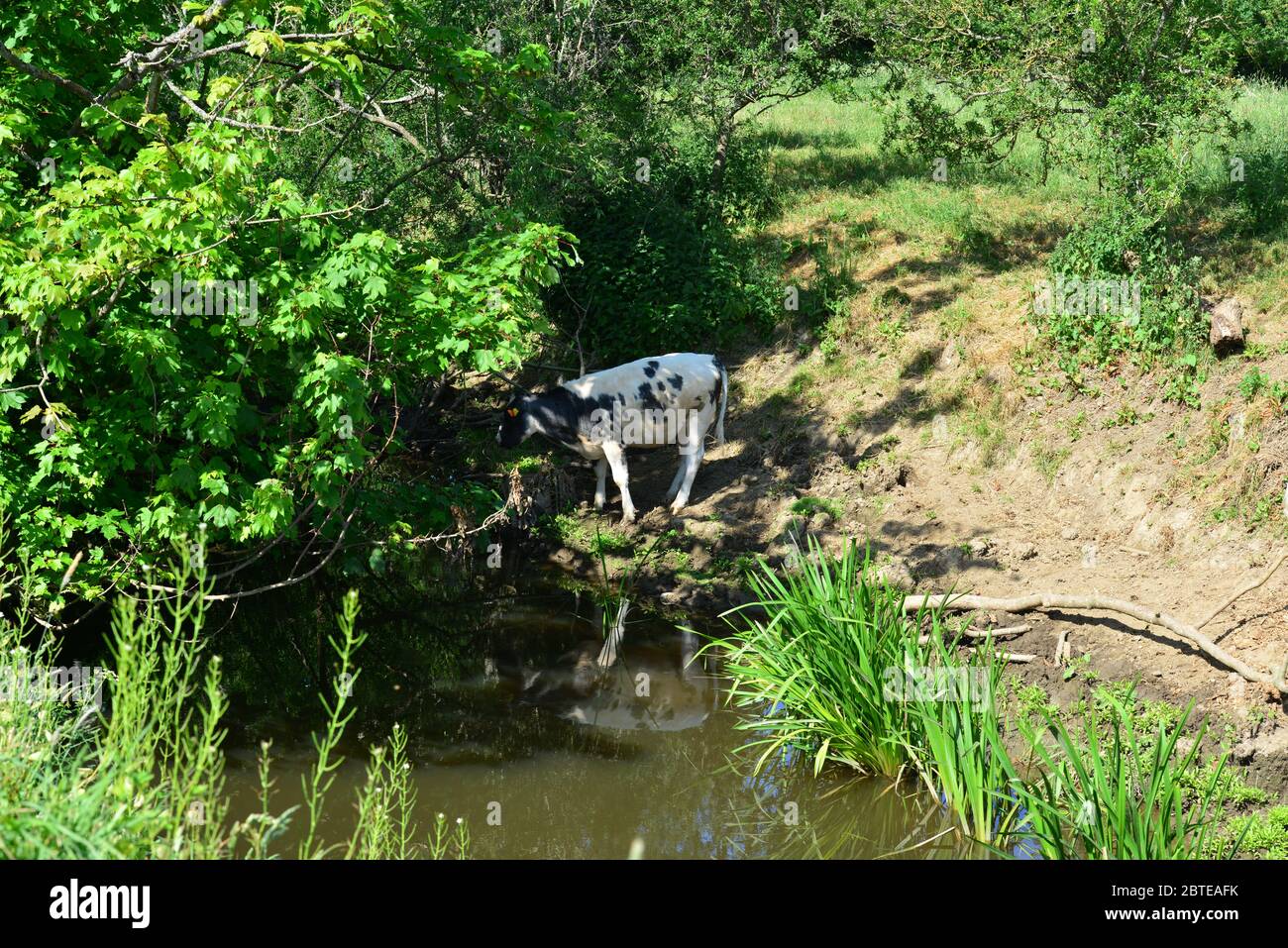 A cow by the River Mole in Horley Stock Photo - Alamy