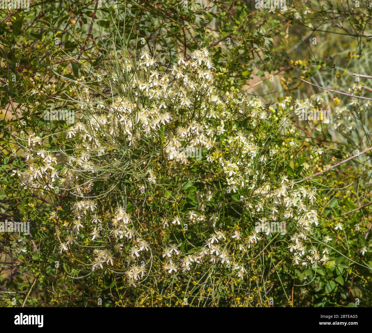 Clematis Clematis Sp High Resolution Stock Photography and Images - Alamy