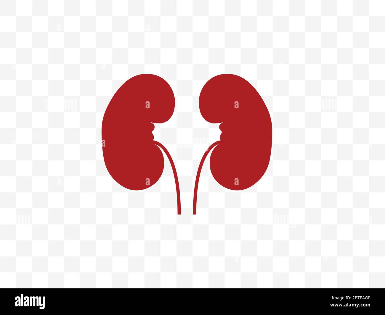 Human kidney medical diagram hi-res stock photography and images - Alamy Human kidney medical diagram hi-res stock photography and images - Alamy