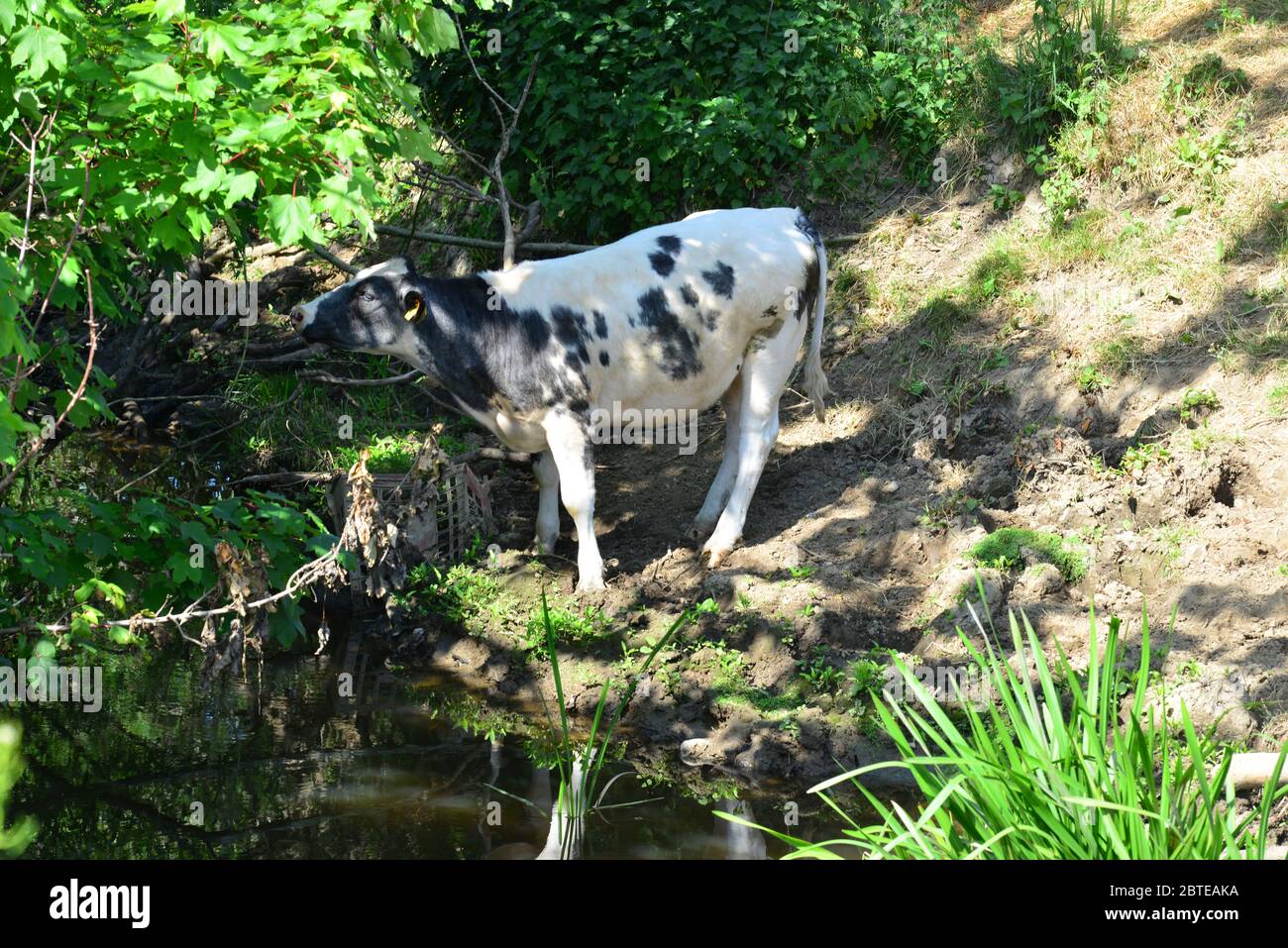 Water bugs walk in water hi-res stock photography and images - Alamy