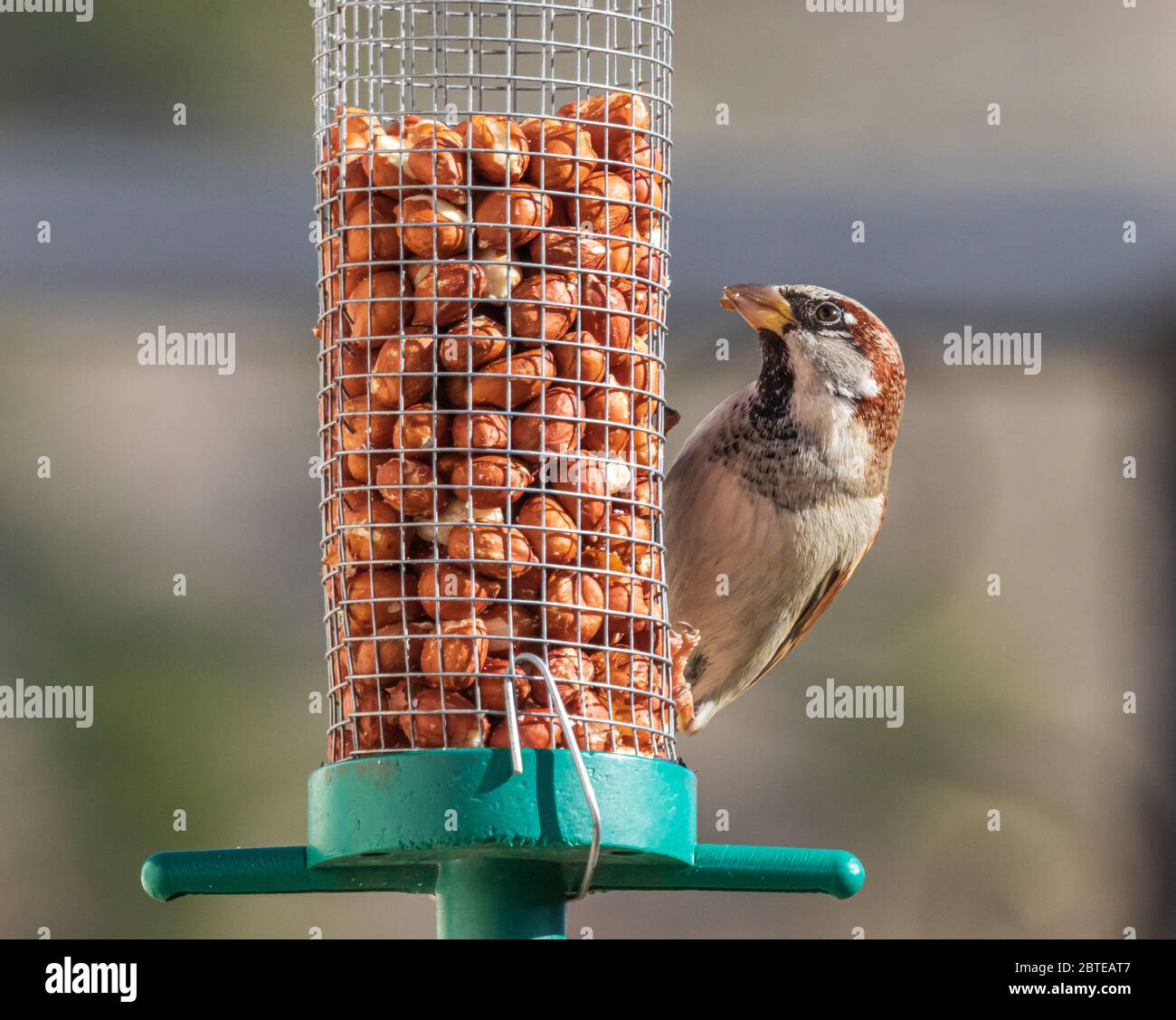 Passer domesticus, House Sparrow on the Side of a Nut Feeder Stock ...