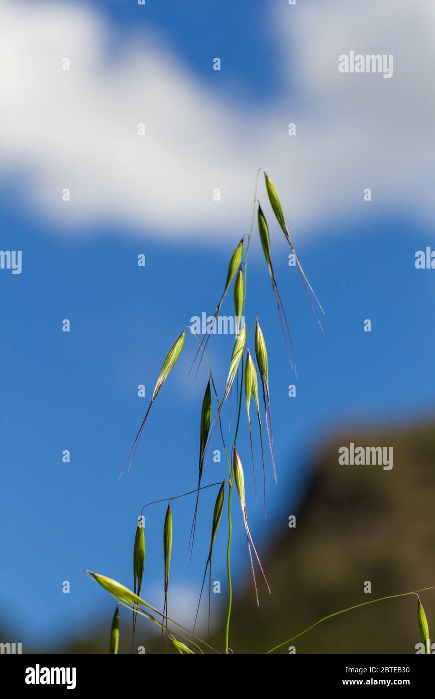 Commelinids clade of monocots hi-res stock photography and images - Alamy