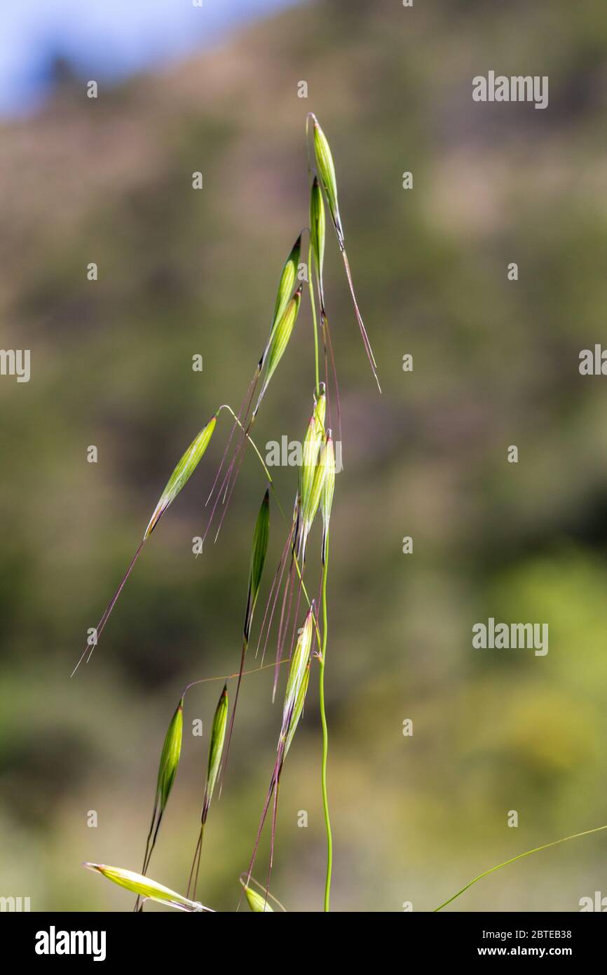 Grass seed pod hi-res stock photography and images - Alamy