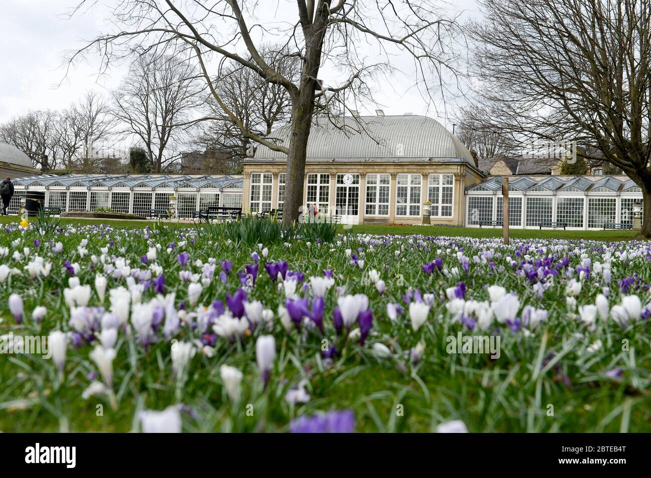 Sheffield Botanical Gardens in the springtime with bulbs growing on the ...