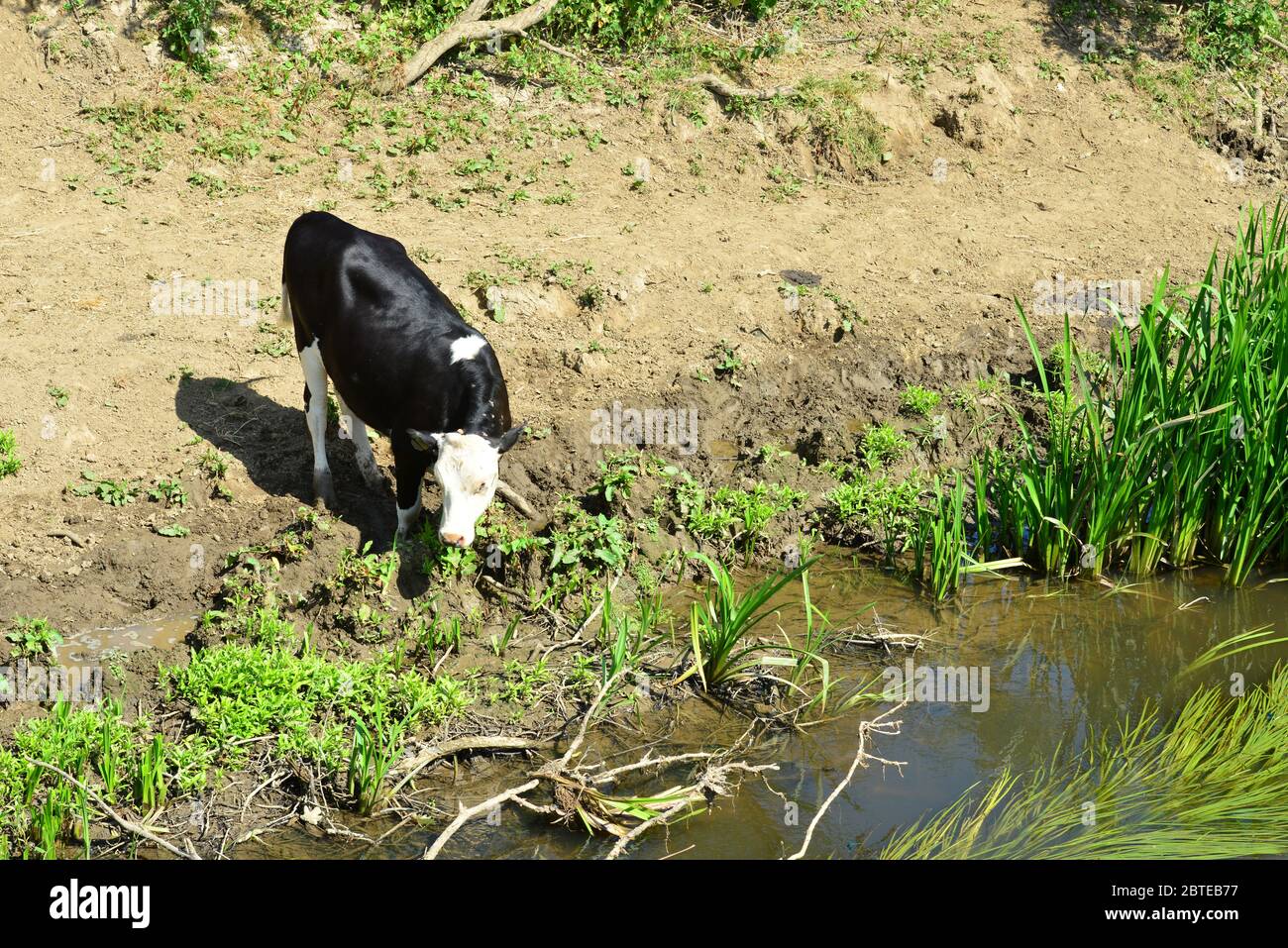 A cow by the River Mole in Horley Stock Photo - Alamy