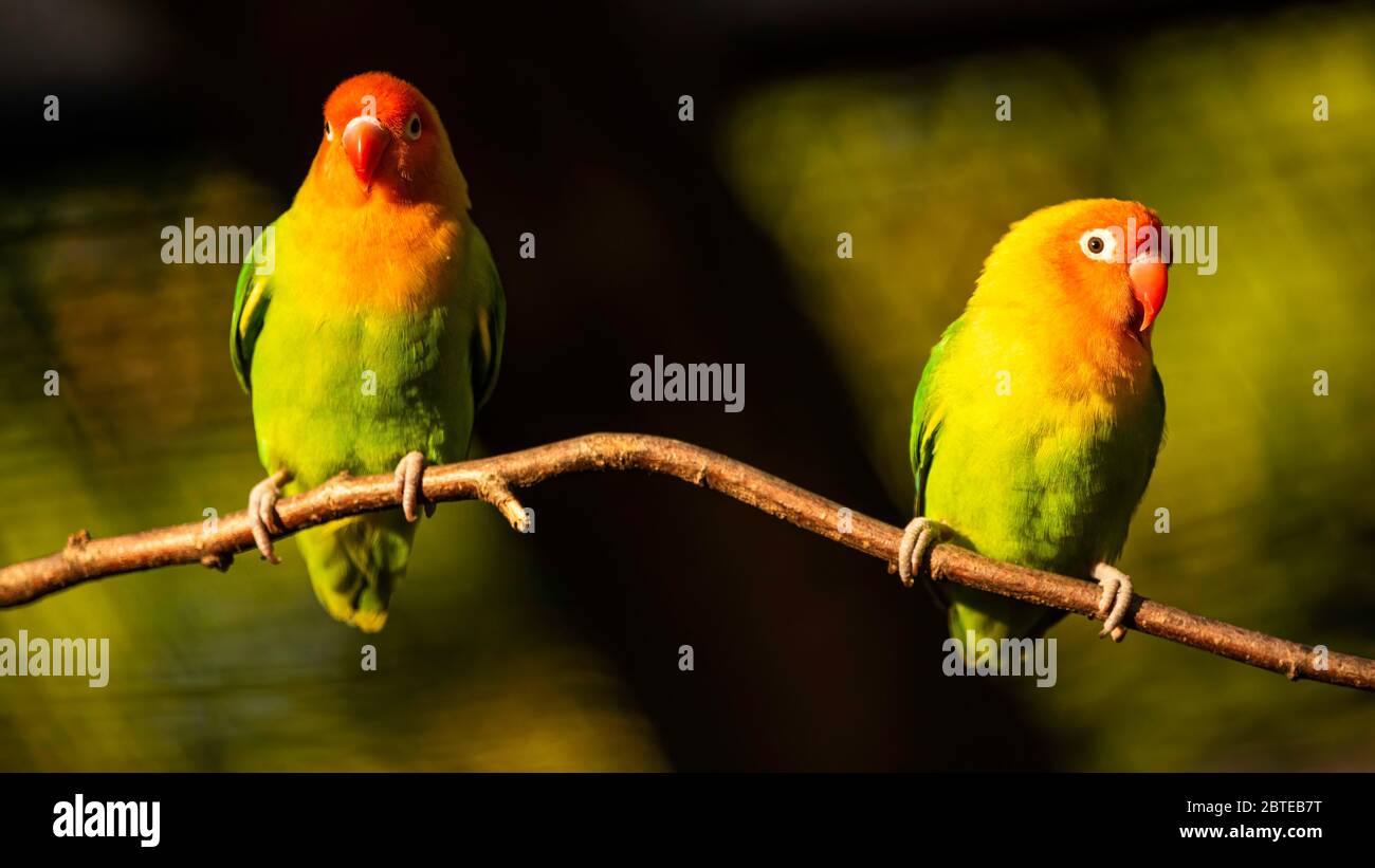 Two Beautiful parrots, Sun Conure on tree branch Stock Photo - Alamy