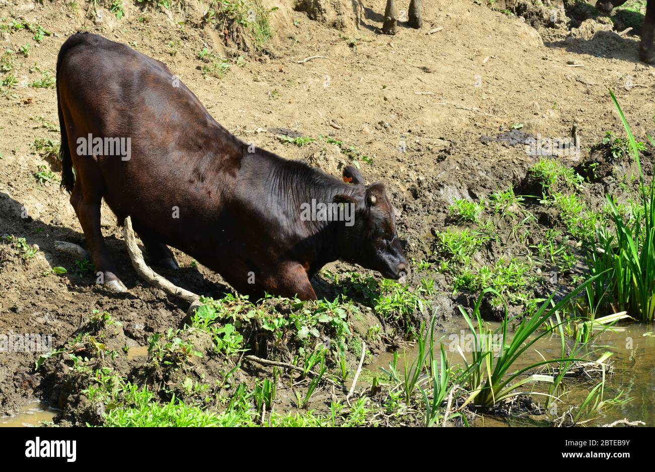 Water bugs walk in water hi-res stock photography and images - Alamy