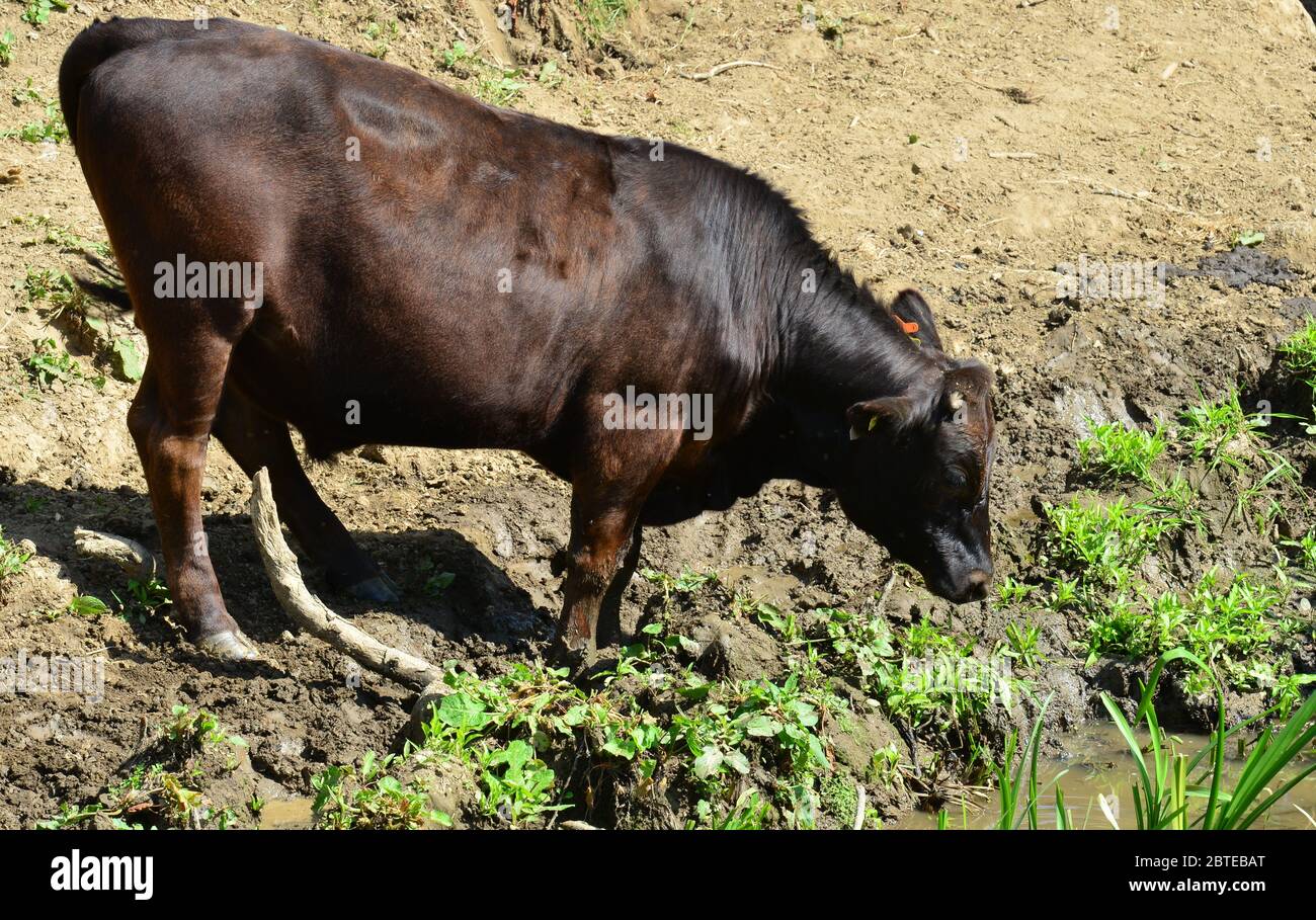 Walk river mole hi-res stock photography and images - Alamy