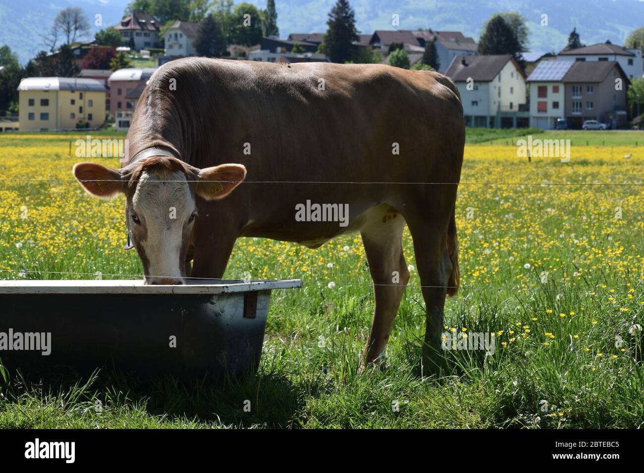Cow drinking from the water trough hi-res stock photography and images ...
