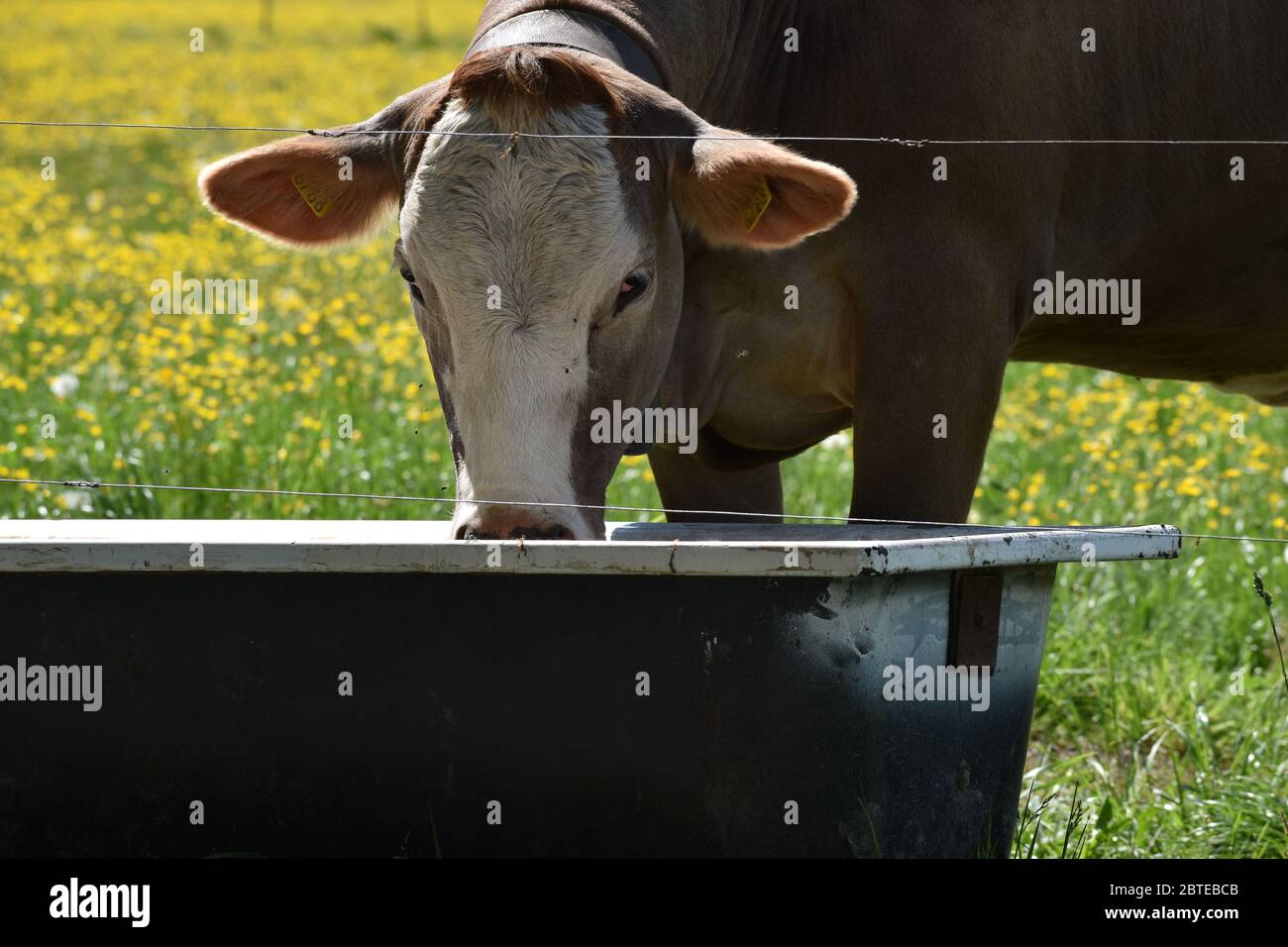 Thirsty cow is drinking water from a trough Stock Photo - Alamy