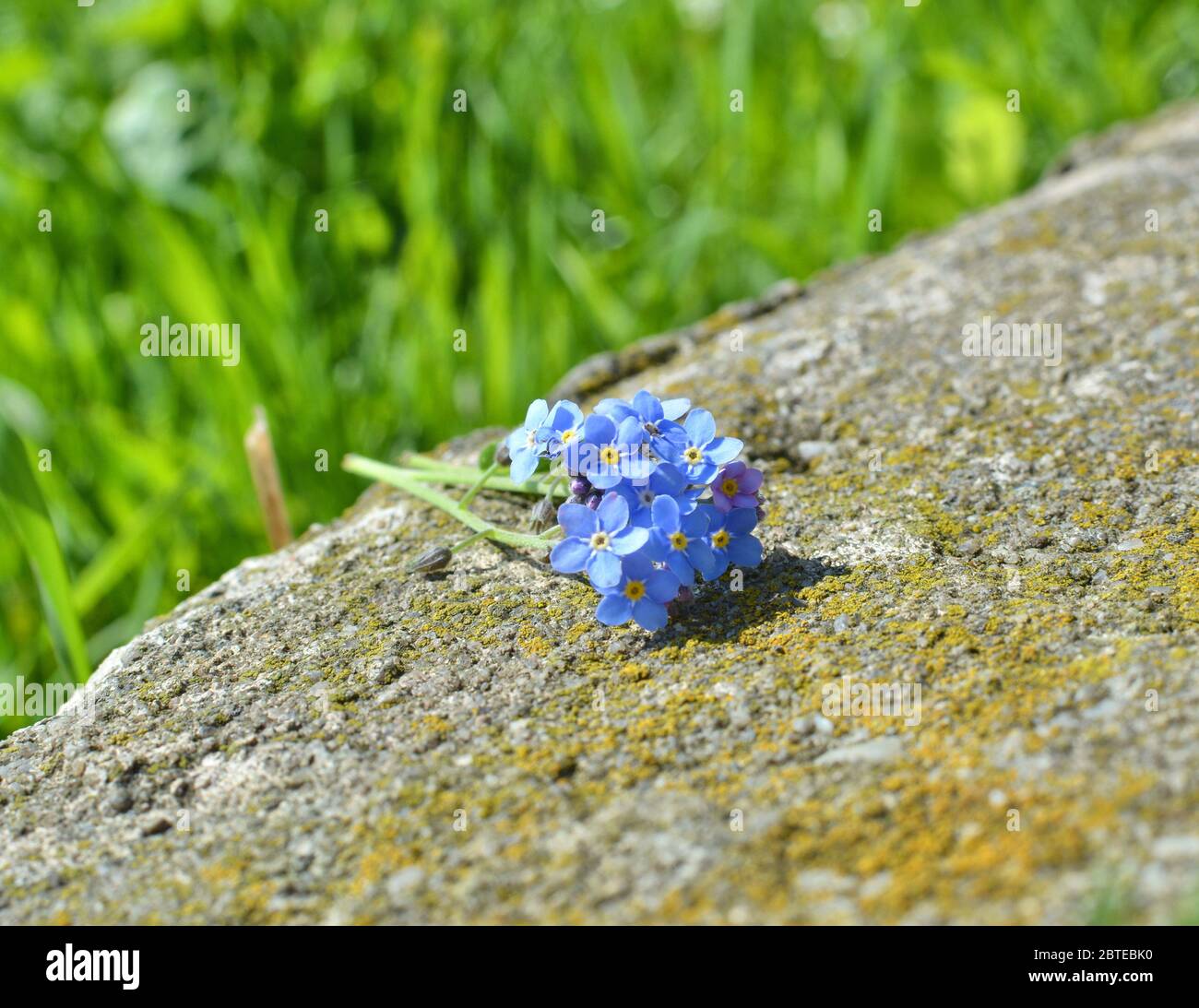 Stone and forget me not hi-res stock photography and images - Alamy