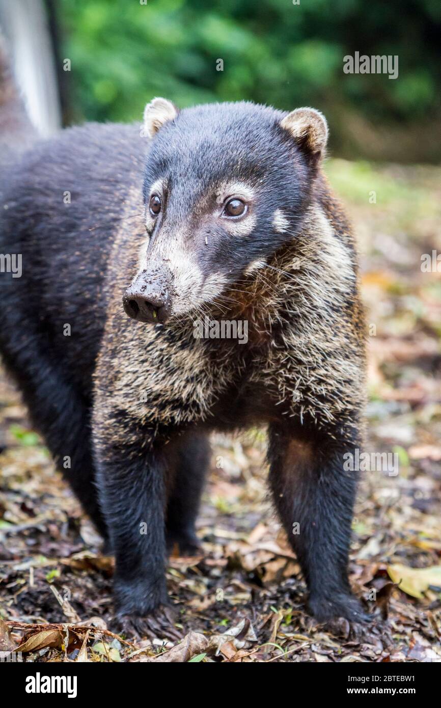 Portrait of a coati (or coatimundi) in Costa Rica. These cute guys are ...