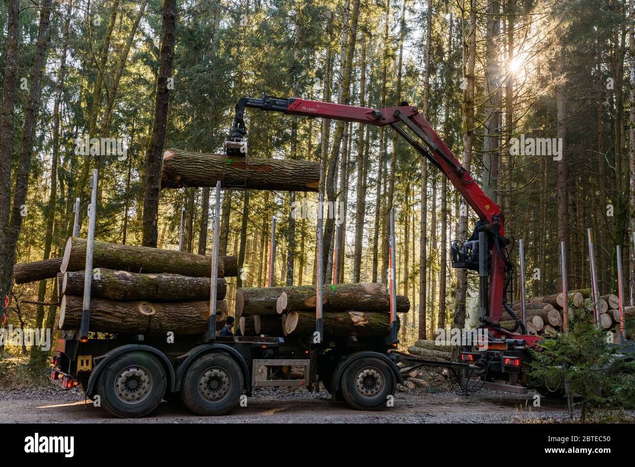 Crane in forest loading logs in the truck. Timber harvesting and ...