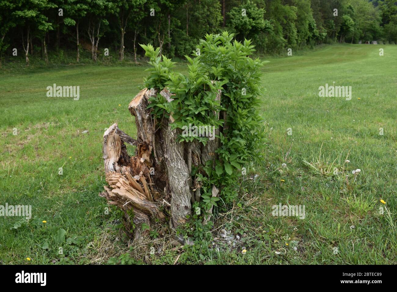 Tree stump in a green field Stock Photo - Alamy