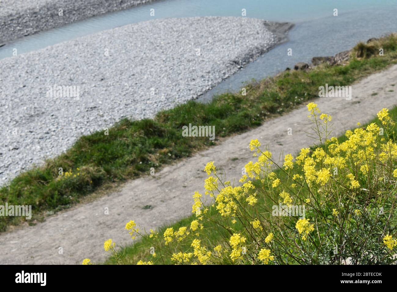 Bunch of yellow flowers hi-res stock photography and images - Alamy