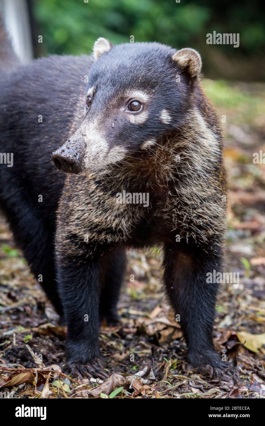 Portrait of a coati (or coatimundi) in Costa Rica. These cute guys are ...