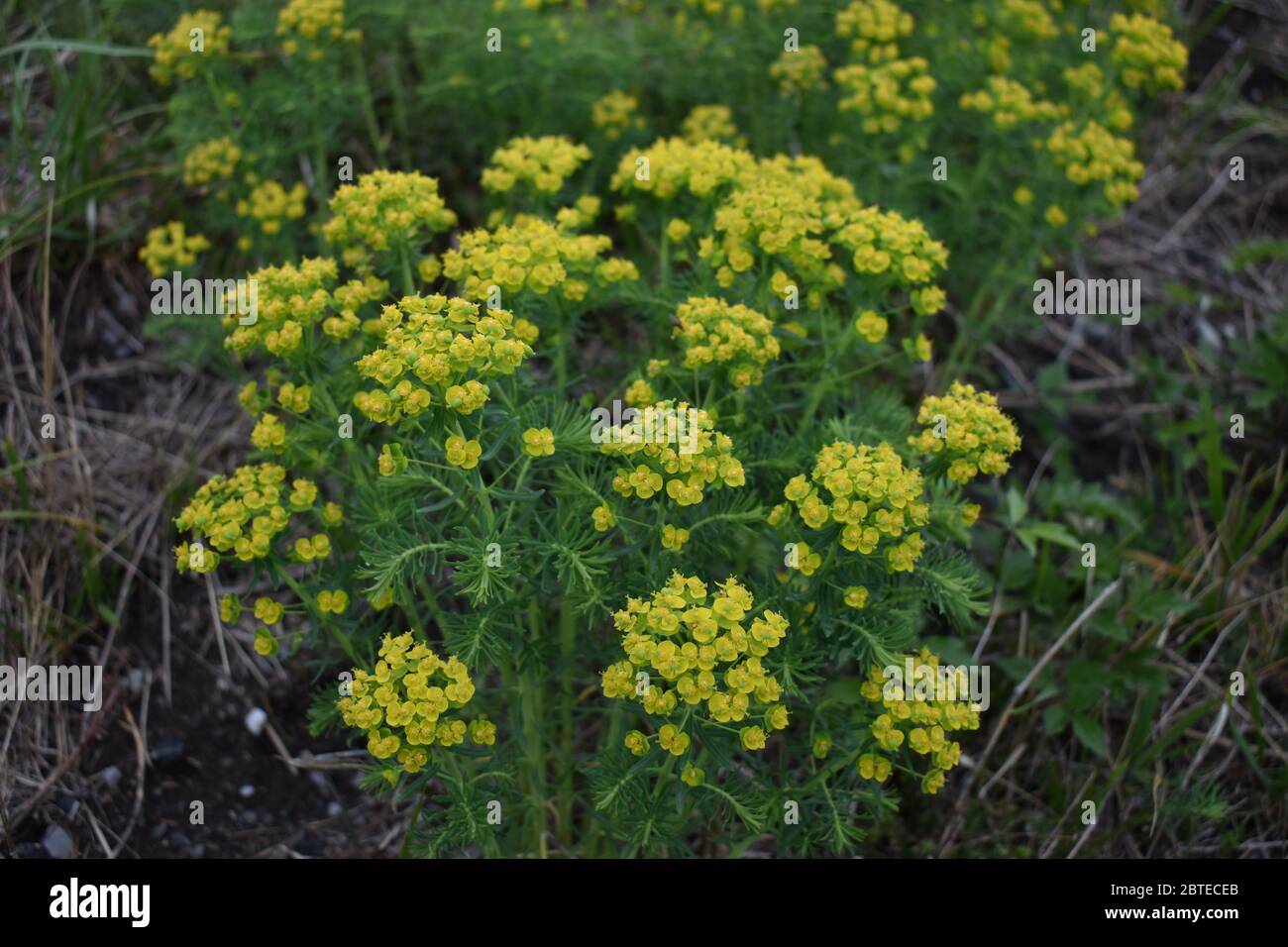 Bunch of yellow flowers hi-res stock photography and images - Alamy
