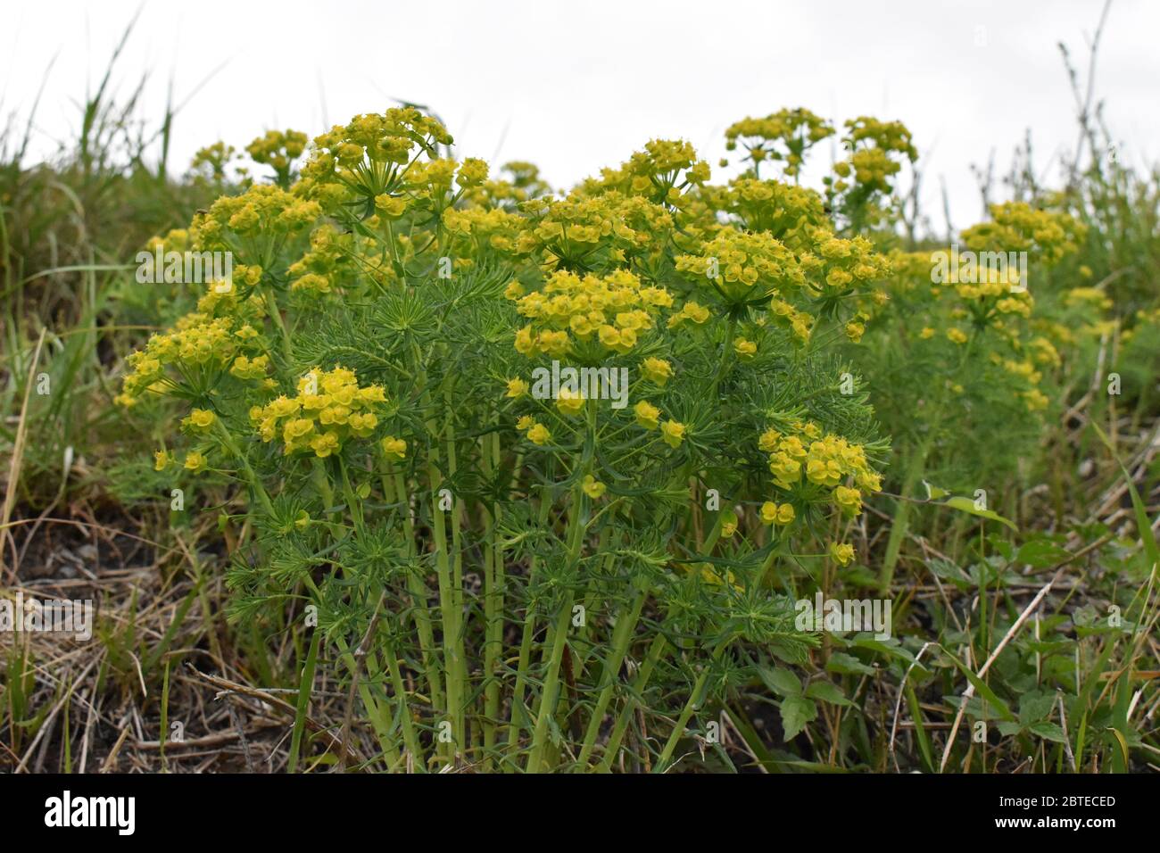 Lovely bunch of flowers hi-res stock photography and images - Alamy