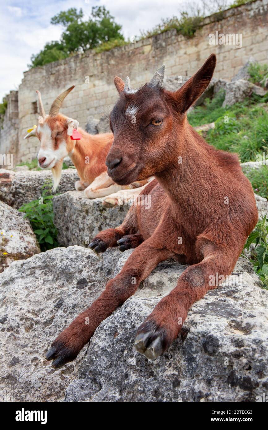 Goat castle hi-res stock photography and images - Alamy