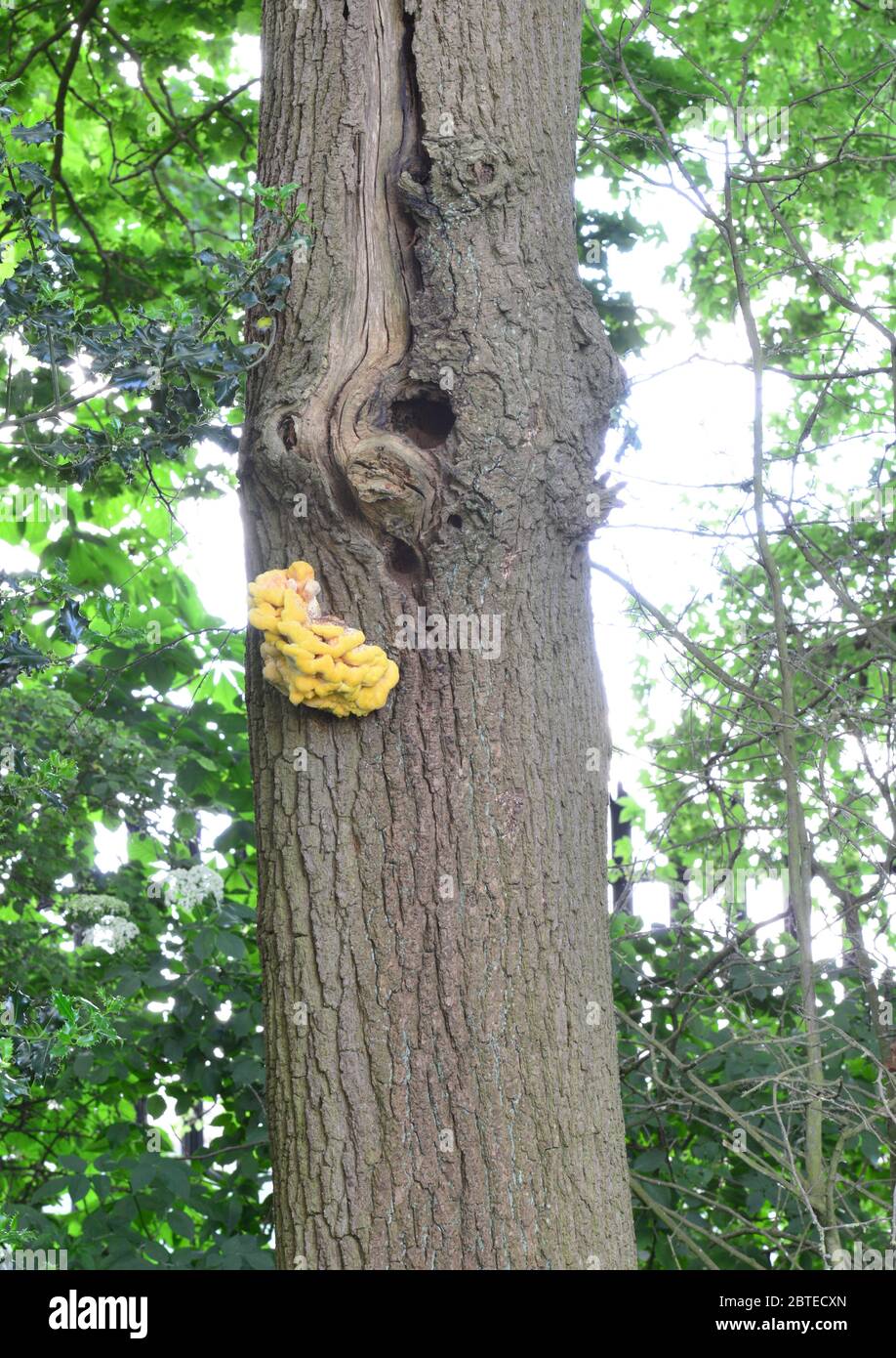 Yellow tree fungus attached to a tree trunk in the UK Stock Photo - Alamy
