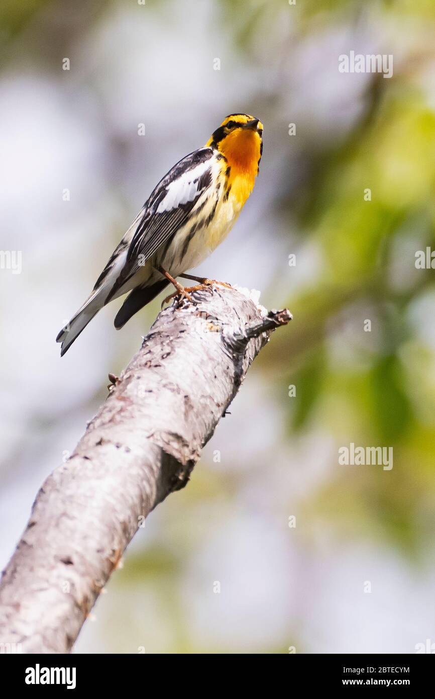 Male blackburnian warbler during spring songbird migration Stock Photo ...