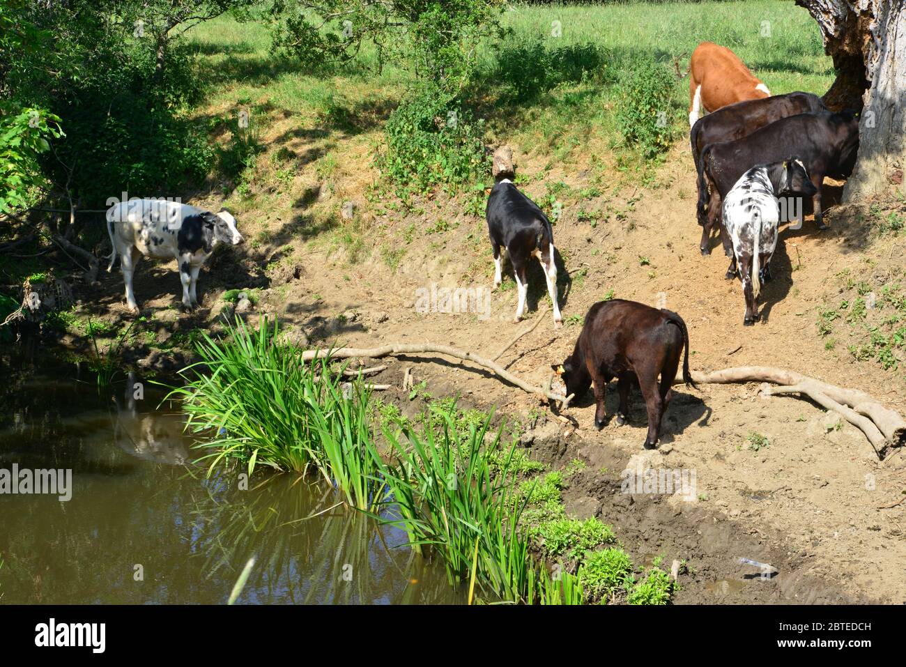 Cows drinking and grazing by the River Mole in Horley, Surrey Stock ...