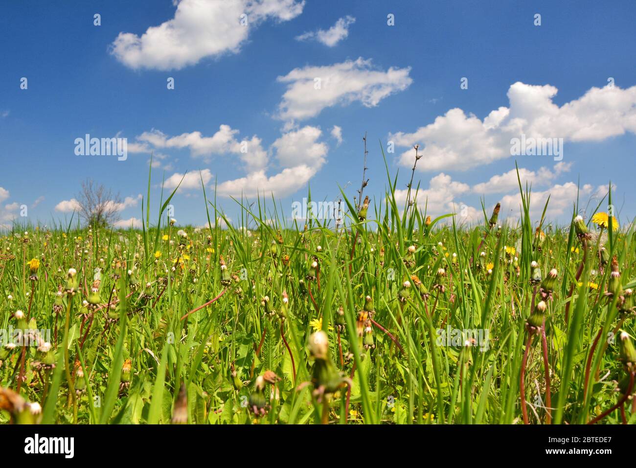 Spring meadow and blue sky Stock Photo - Alamy