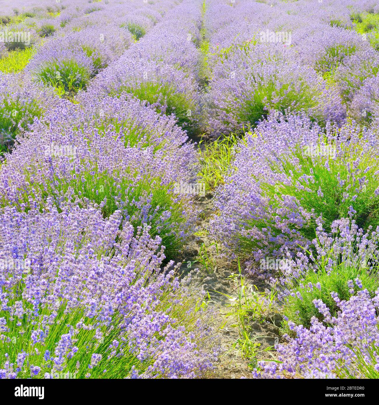 Blooming lavender field hi-res stock photography and images - Alamy
