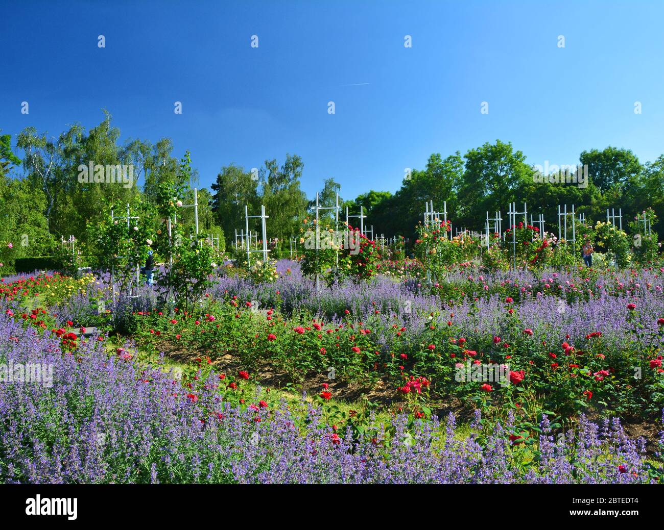 Prague red roses hi-res stock photography and images - Alamy