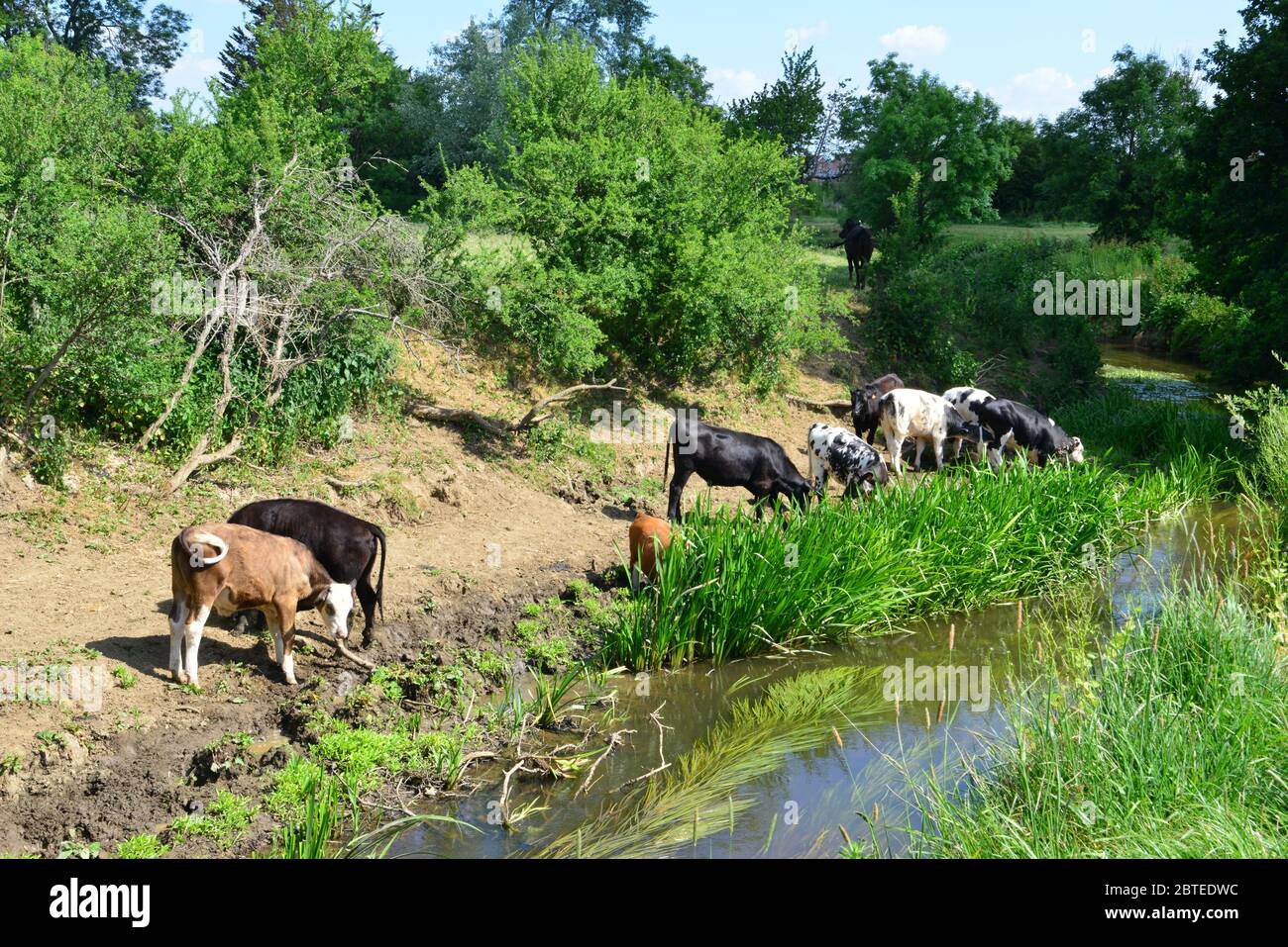 Water bugs walk in water hi-res stock photography and images - Alamy
