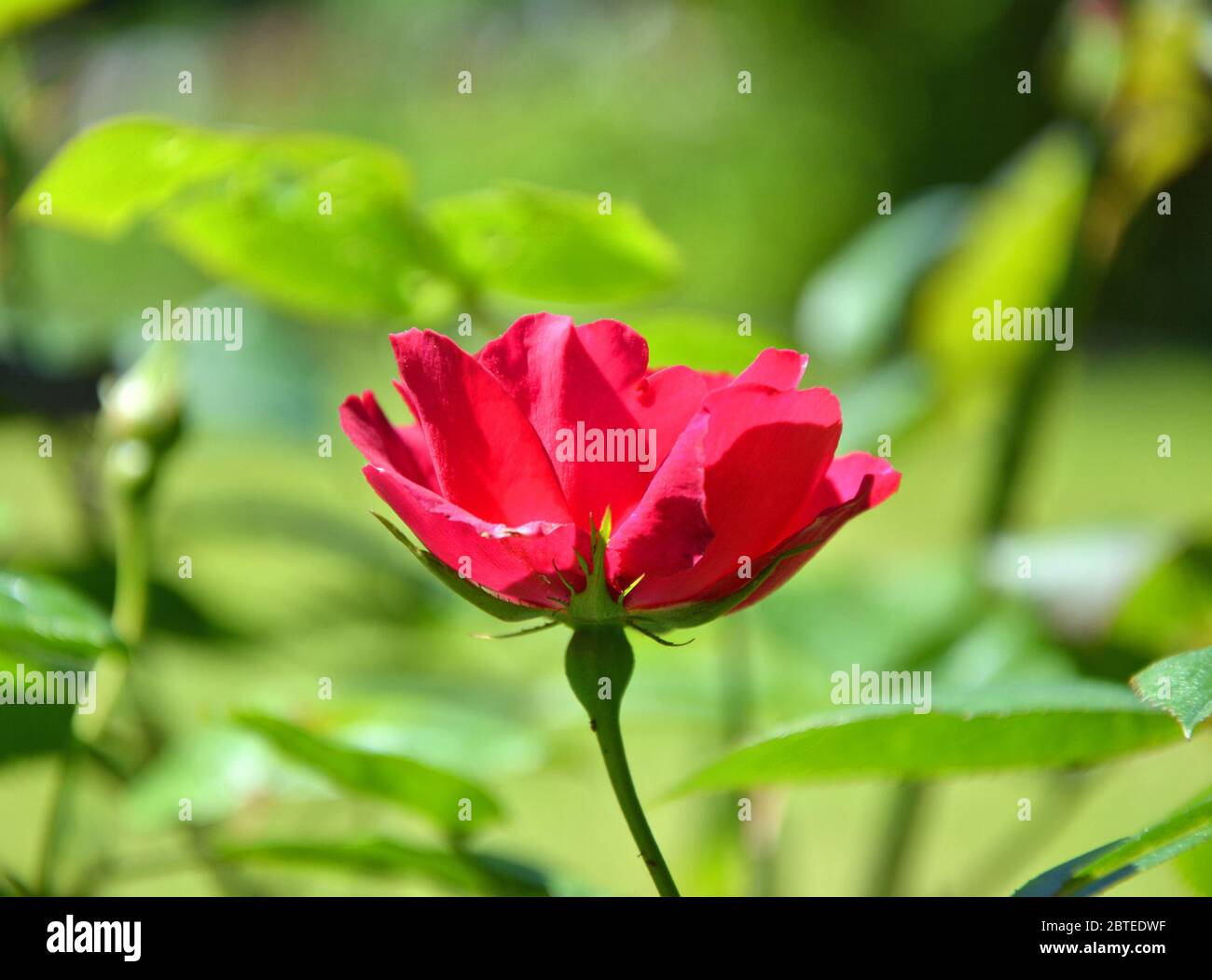 Rose flower growing hi-res stock photography and images - Alamy