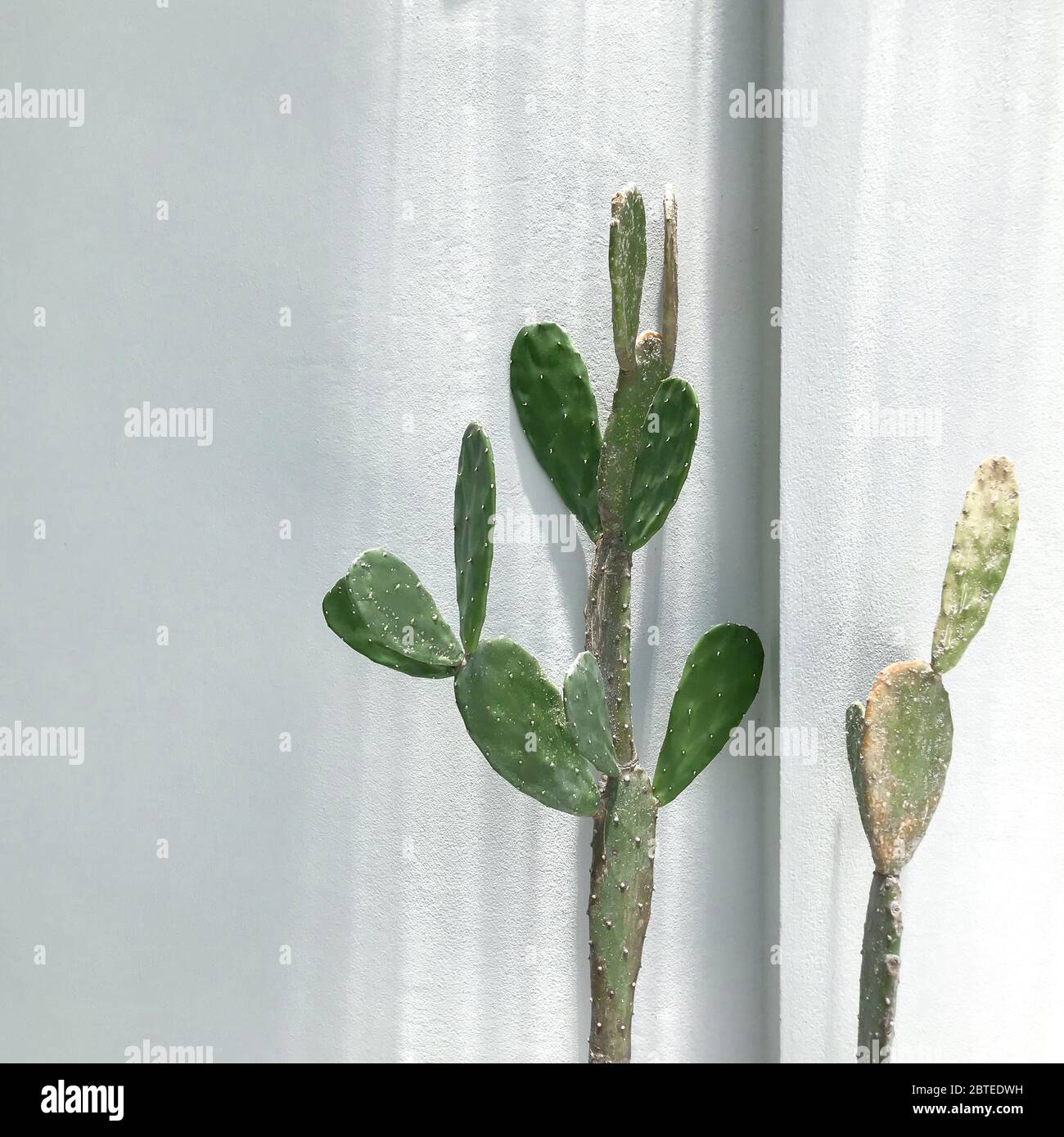 Green fresh cactus isolated on white wall background with sunlight ...