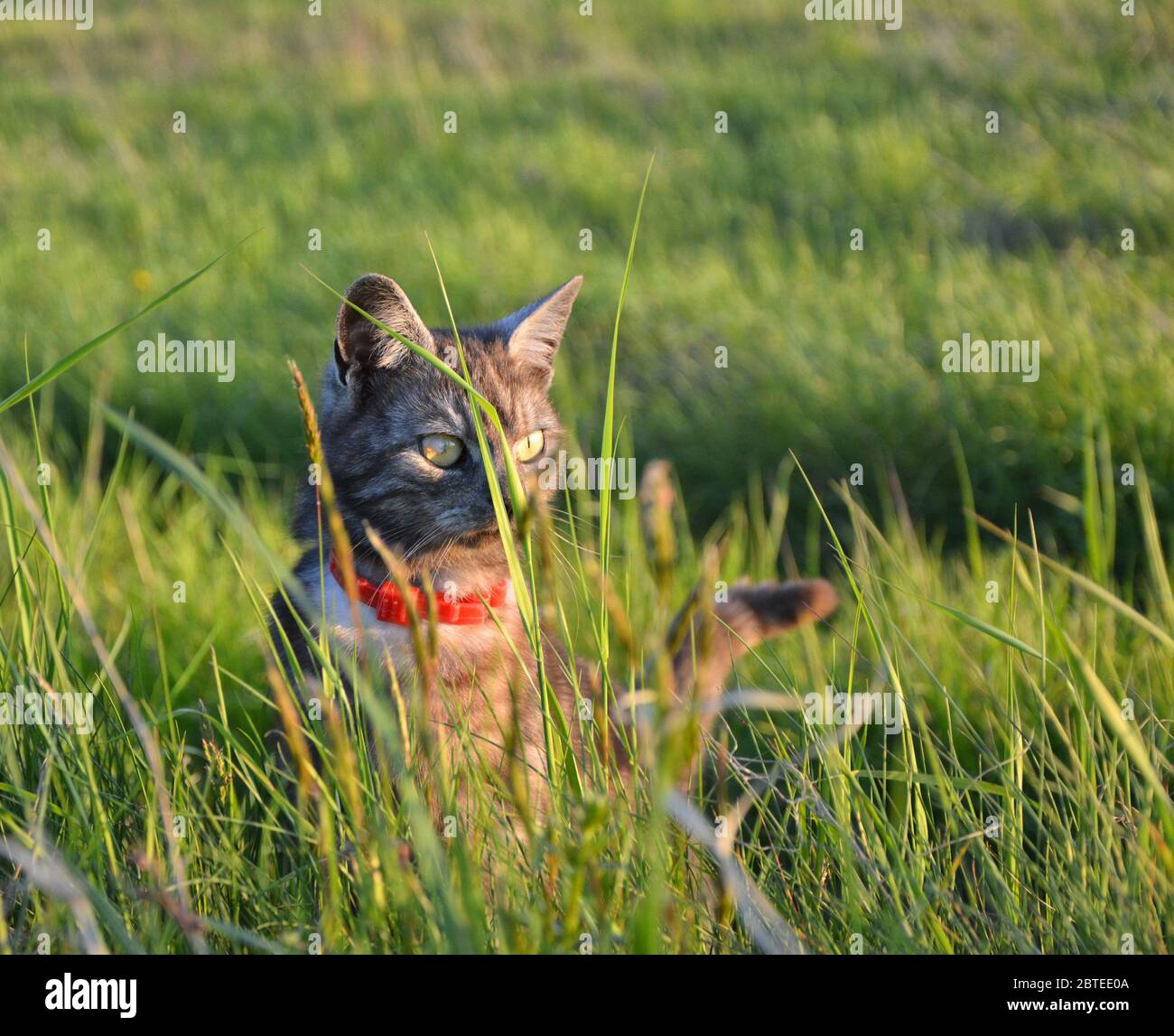 Hidden cat in grass Stock Photo - Alamy