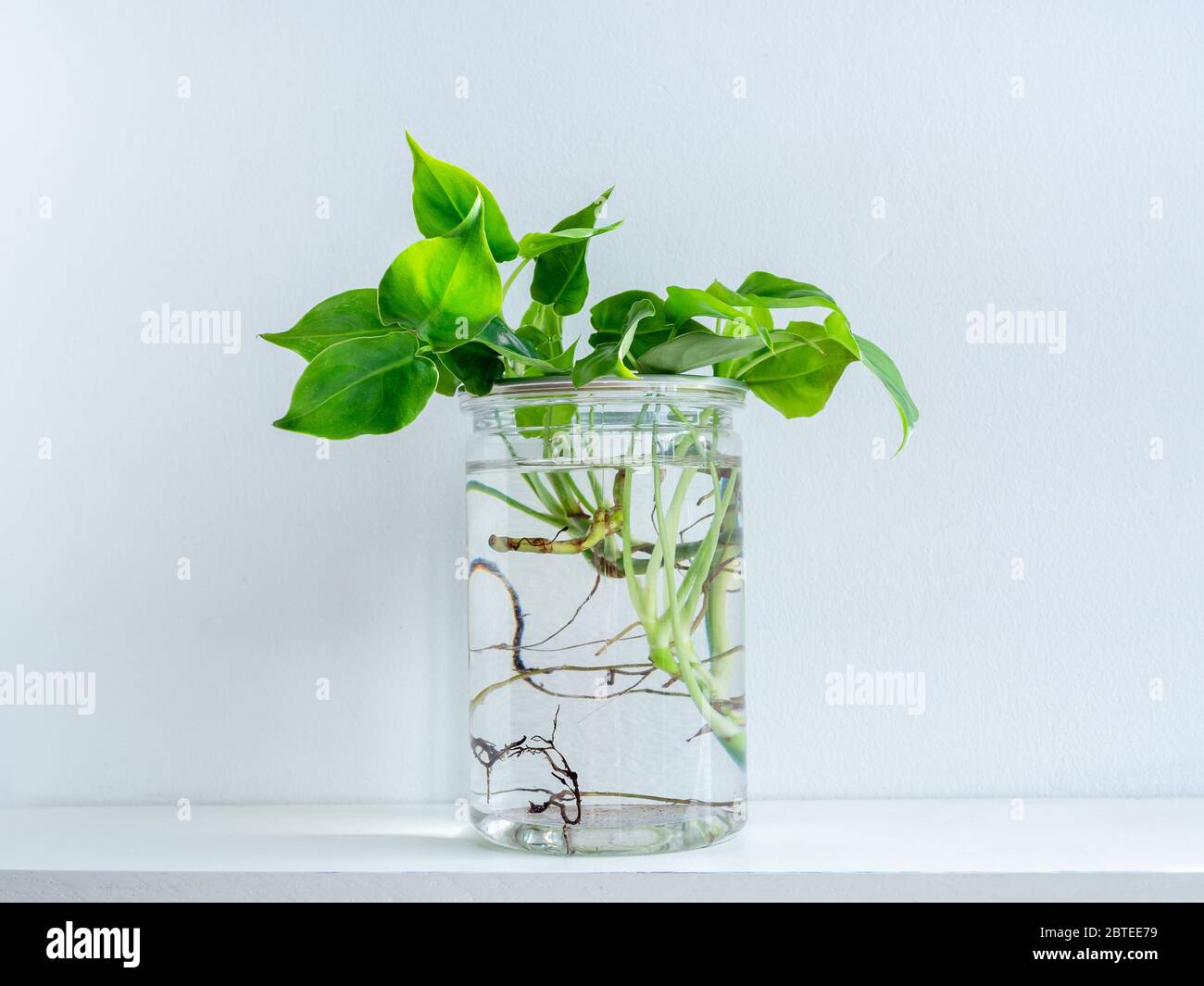 Green leaves with water in transparent plastic jar on white shelf ...