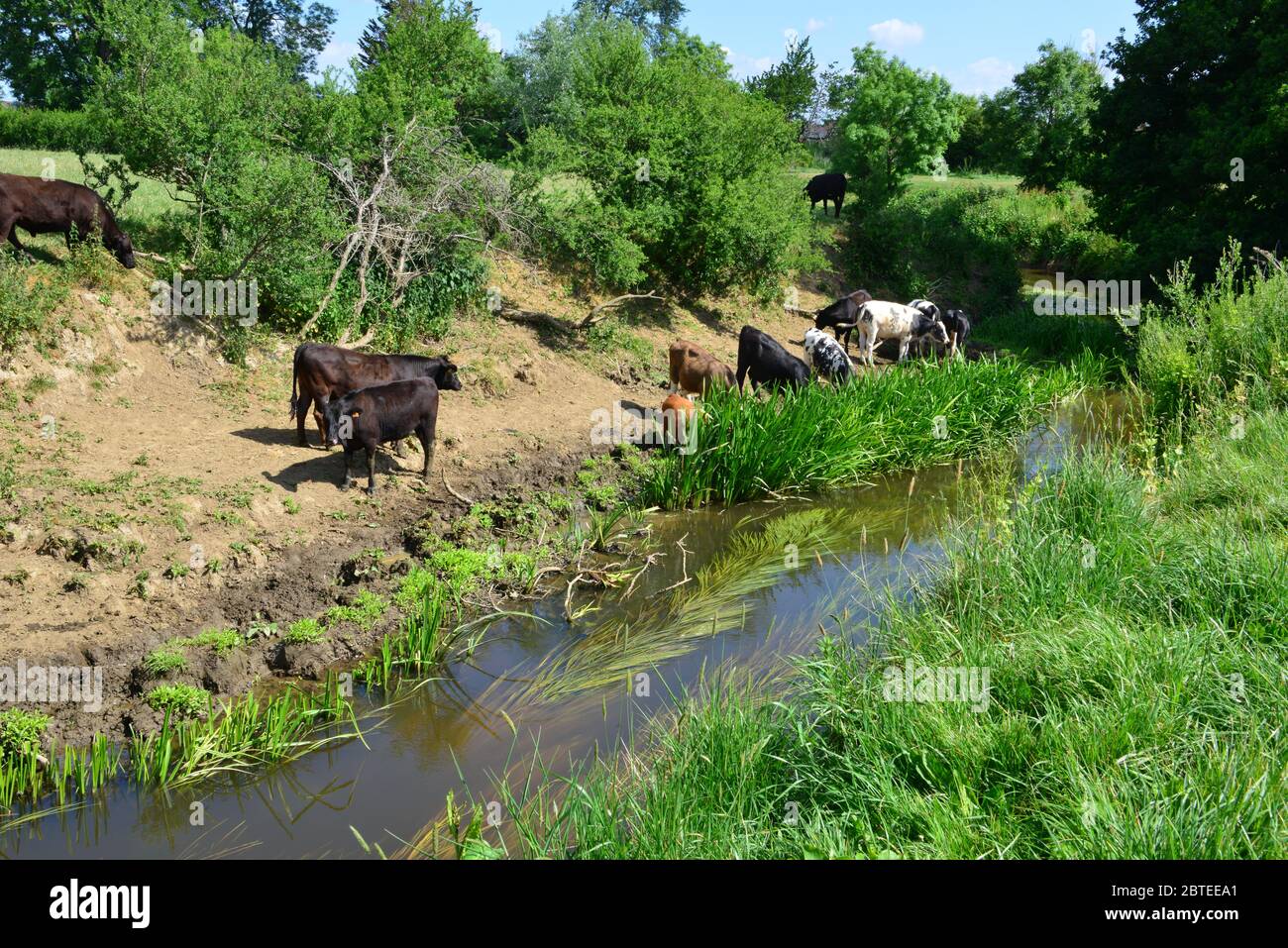 Water bugs walk in water hi-res stock photography and images - Alamy