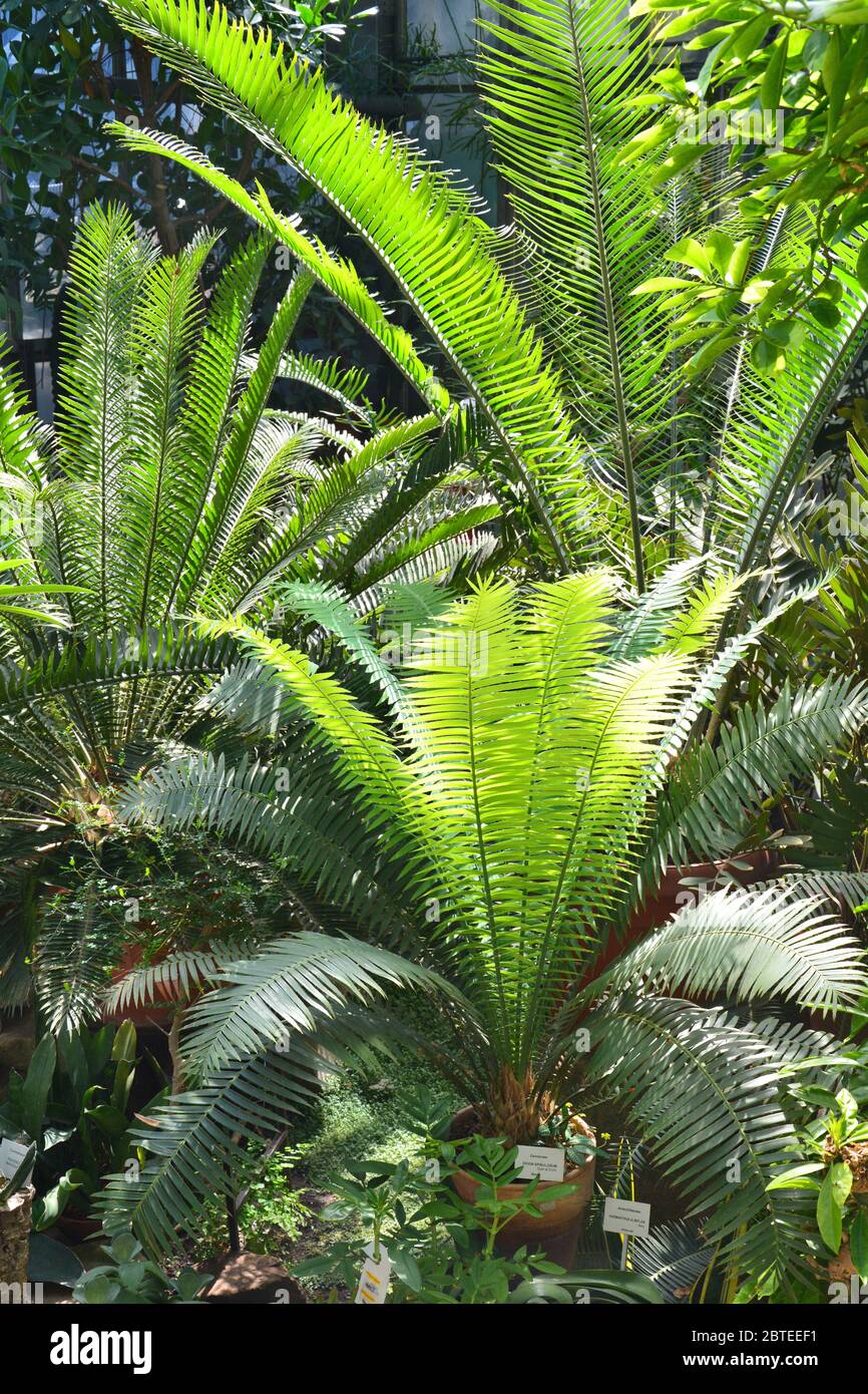 Cycads plants growing in hi-res stock photography and images - Alamy