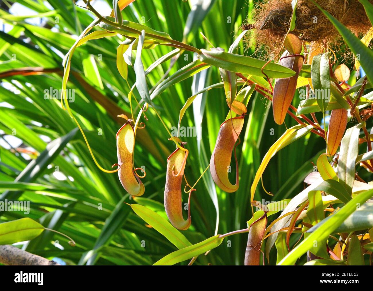 Tropical carnivorous Nepenthes, pitcher plant Stock Photo - Alamy