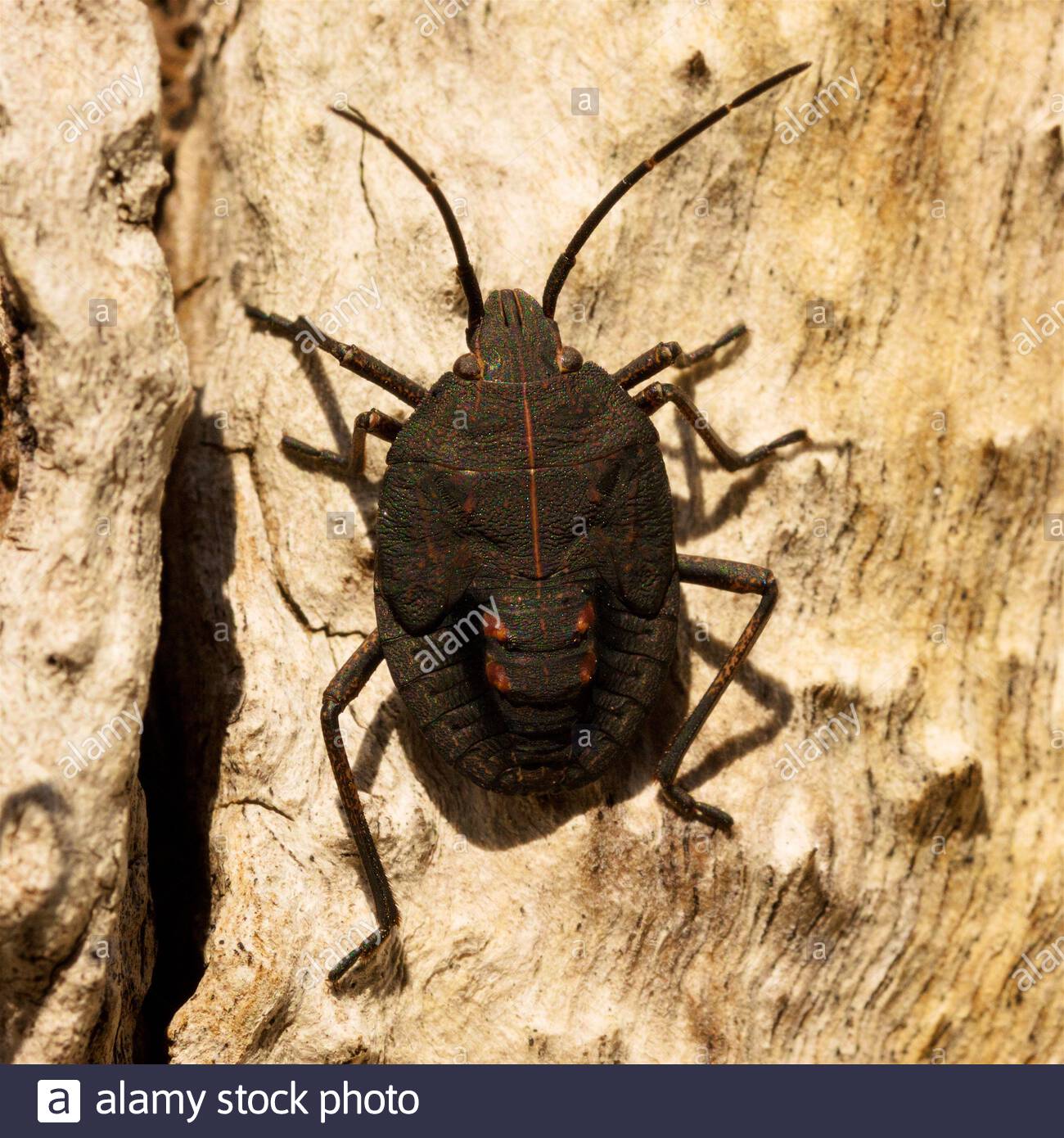 Tree Bugs High Resolution Stock Photography and Images - Alamy