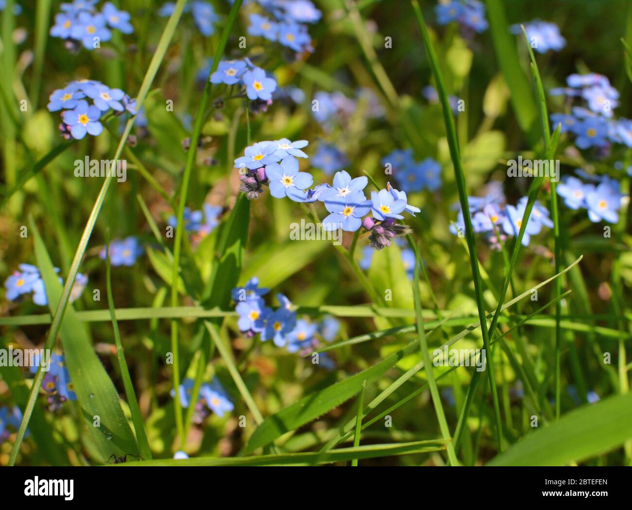 Forget me not wild flowers growing in grass Stock Photo - Alamy
