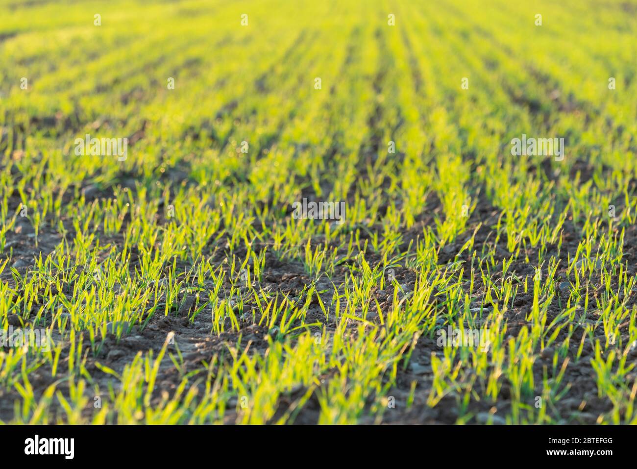Young sprouts of wheat on a morning spring field Stock Photo - Alamy